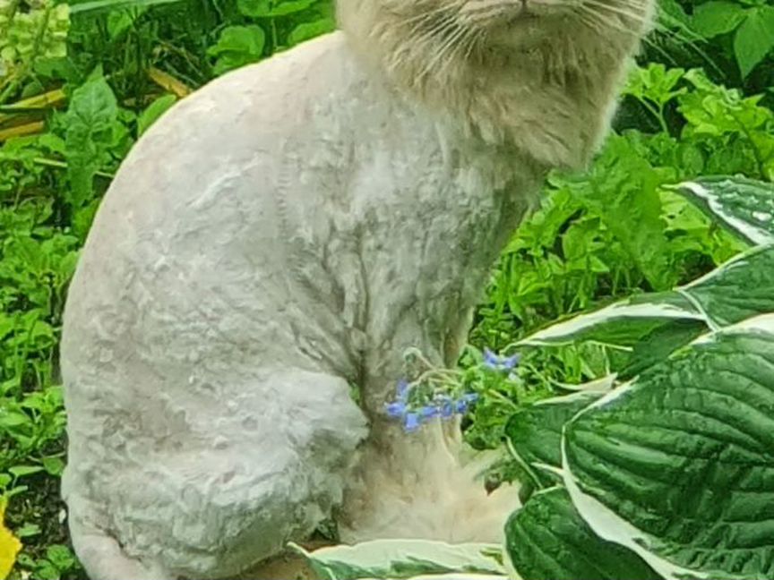 Кот породистый