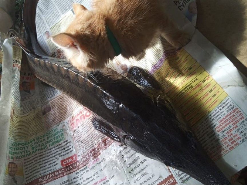 Котята рыжие кошка мышеловка бесплатно