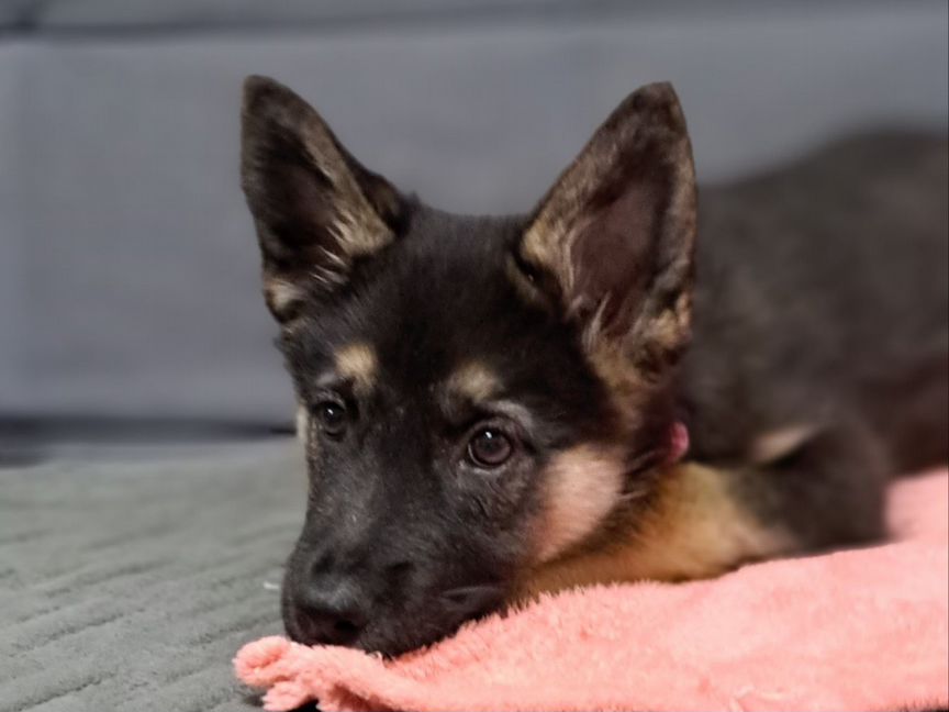 Собака в добрые руки