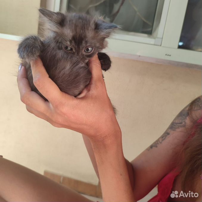 Британские котята с помесью