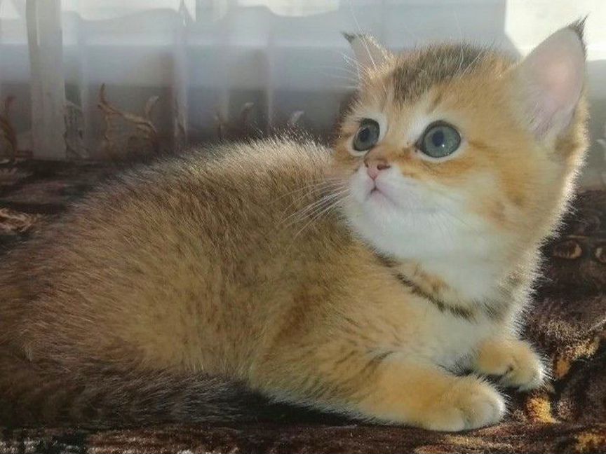 Шотландские золотые шиншиллы котята