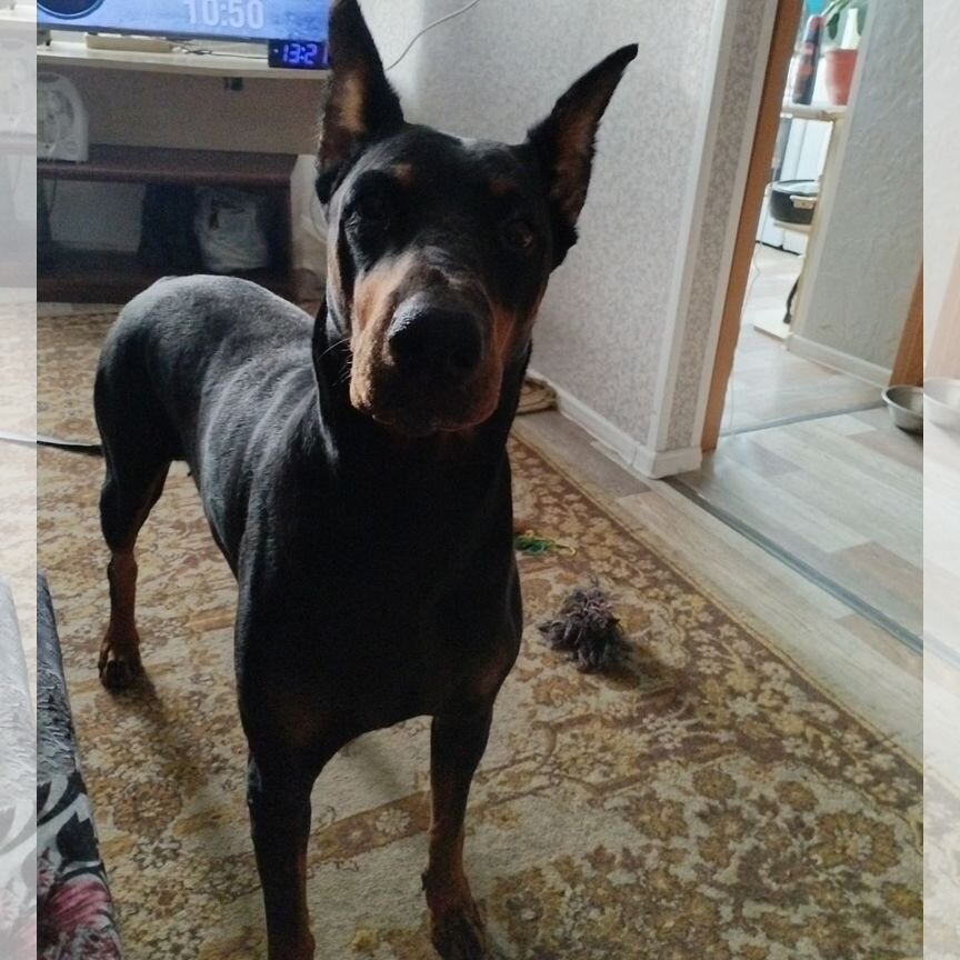 Доберман, взрослая собака