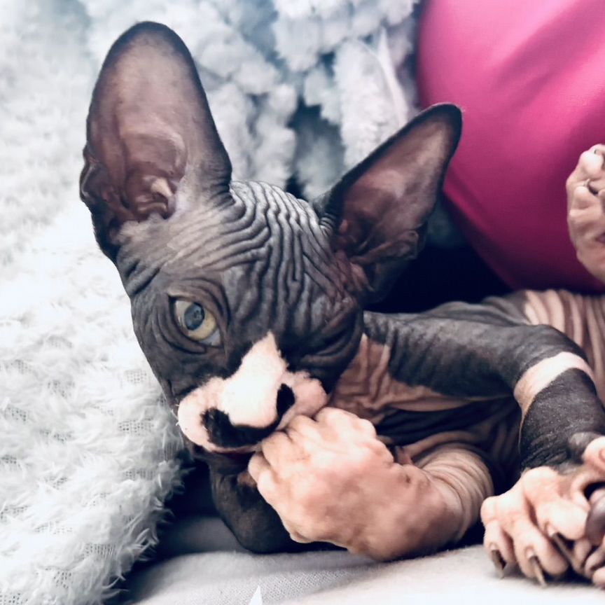 Котята сфинкс