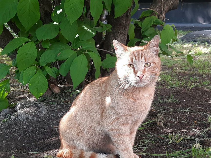 Ищет дом рыжик