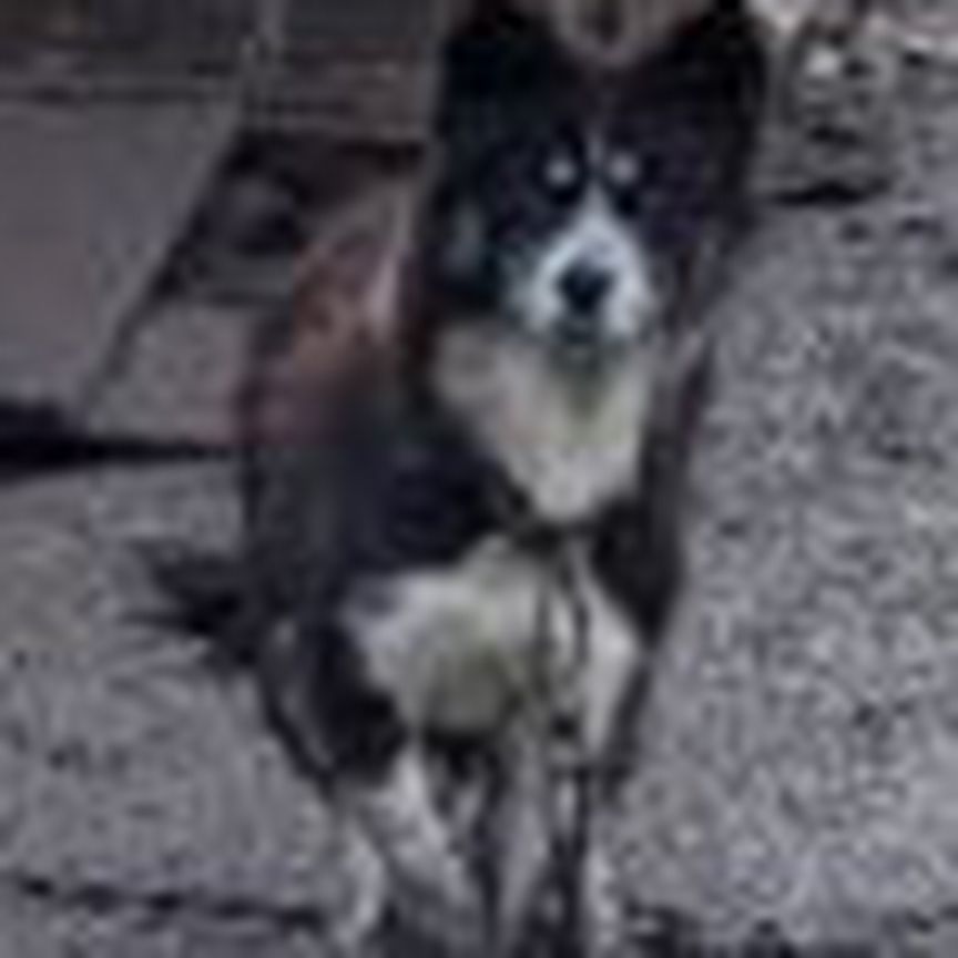 Взрослая собака в добрые руки