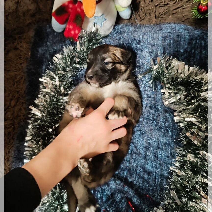 Щенок в добрые руки