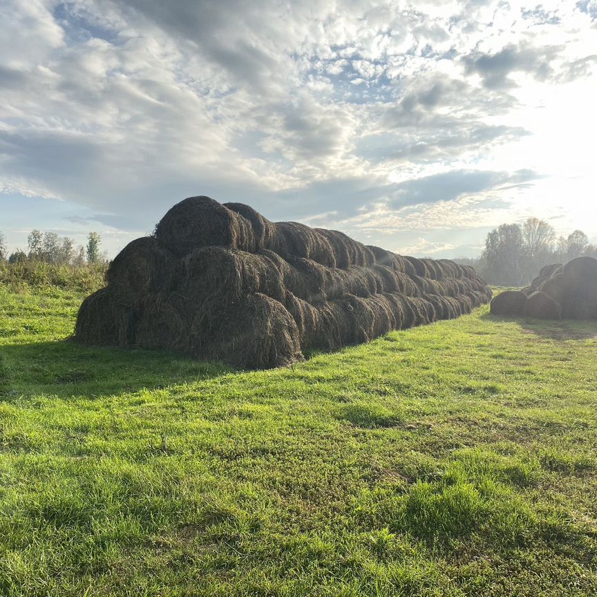 Продам сено в рулонах