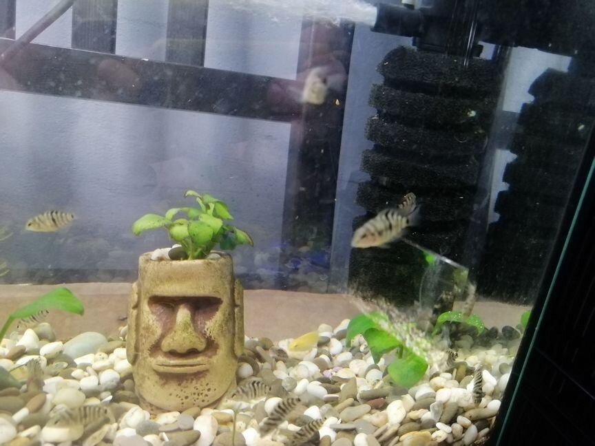 Цихлиды. Симики. Пельвикахромис