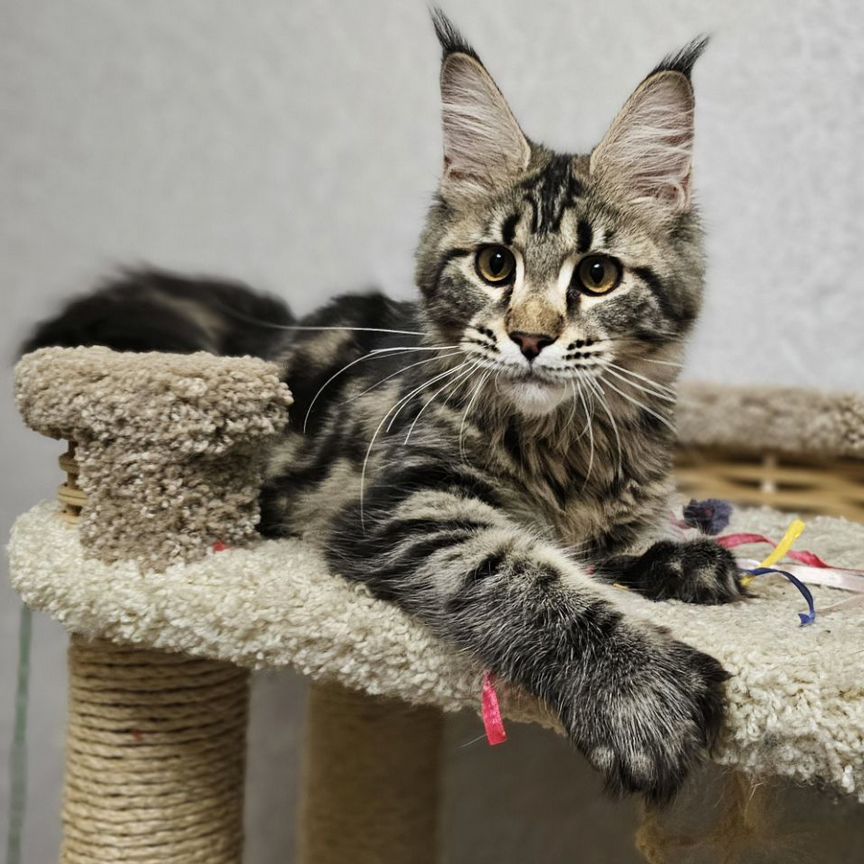 Мейн-кун котёнок