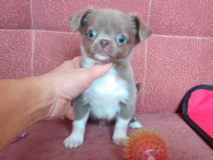Чихуахуа щенок мальчик