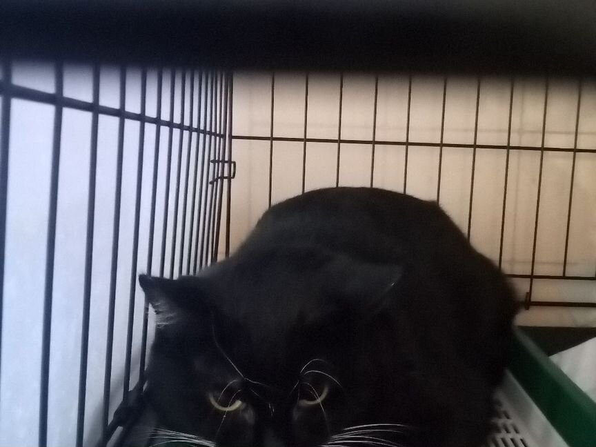 Котик скромный кастрированный ищет дом