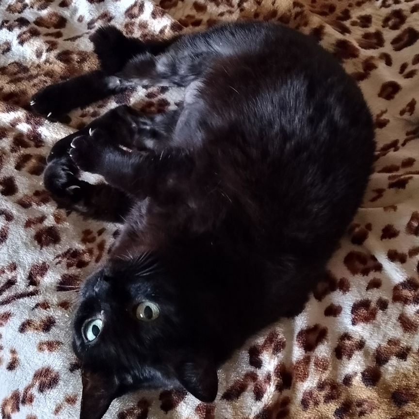 Взрослая, кошка в добрые руки