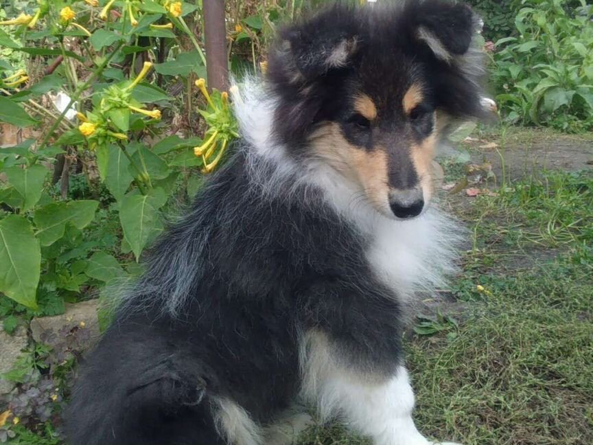 Мальчик колли