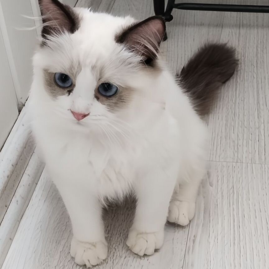 Рэгдолл котёнок