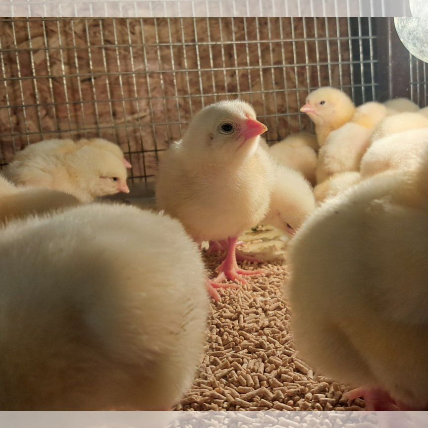 Суточные цыплята, инкубационное яйцо