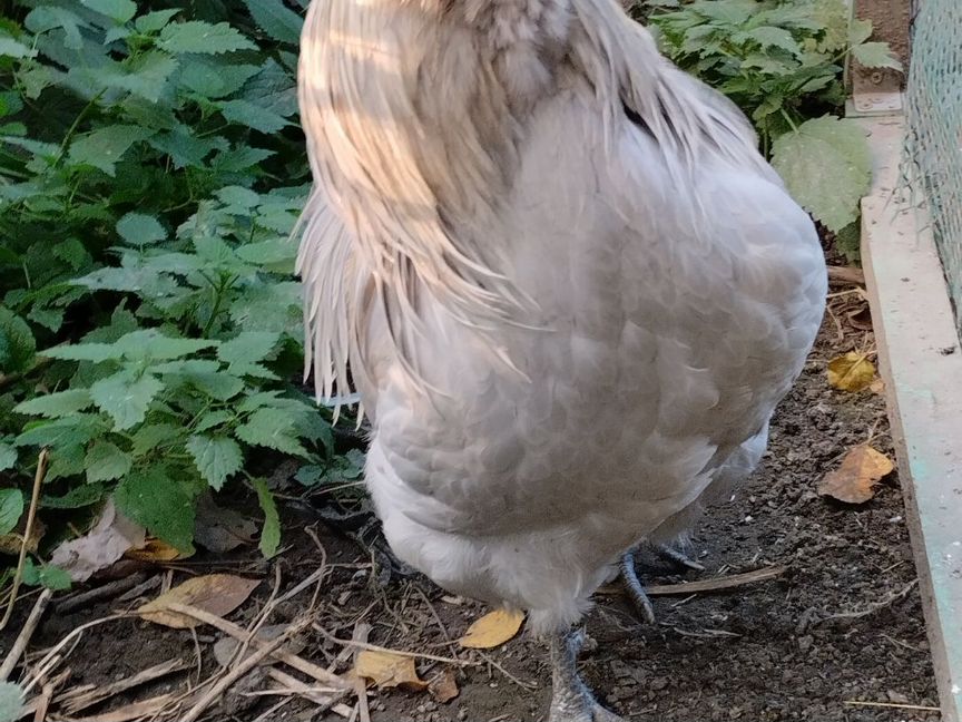 Петух амераукана