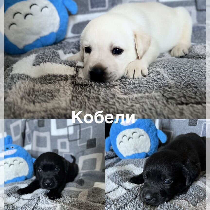 Лабрадор ретривер