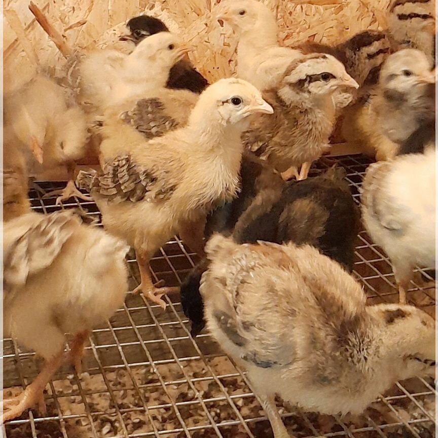 Цыплята борковская барвистая