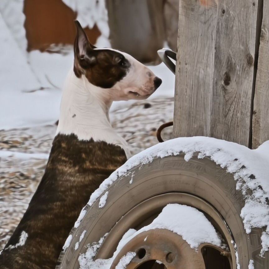 Бультерьер, щенок