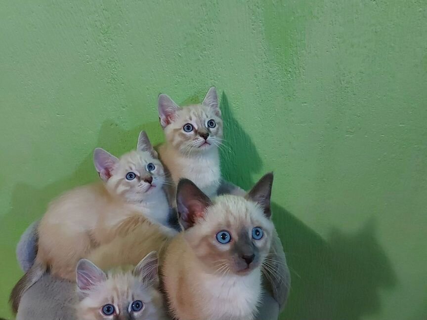 Тайские котята