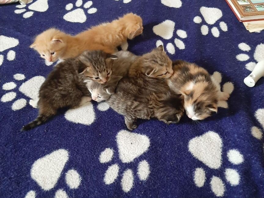 Кошки