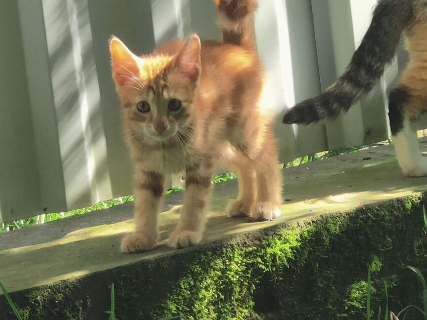 Котята с дач. Метисы бобтейлов + мраморный окрас