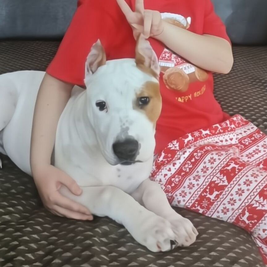 Американский стаффордширский терьер, щенок