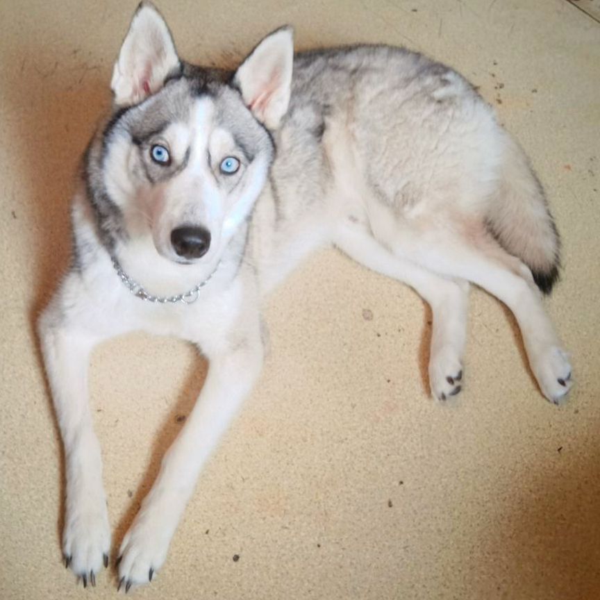 Отдам в добрые руки