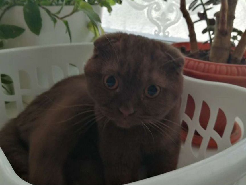 Вислоухий британец ищет невесту