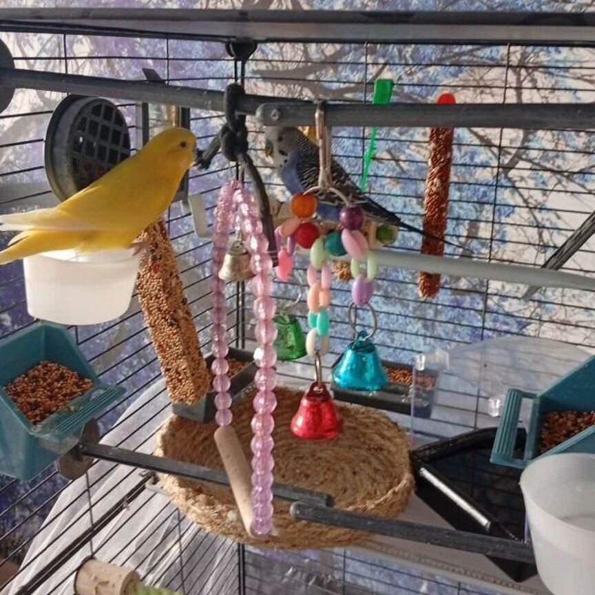 Попугаи волнистые