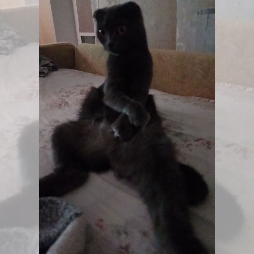 Кошечка ищет жениха