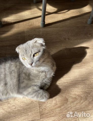 Шотландская вислоухая кошка