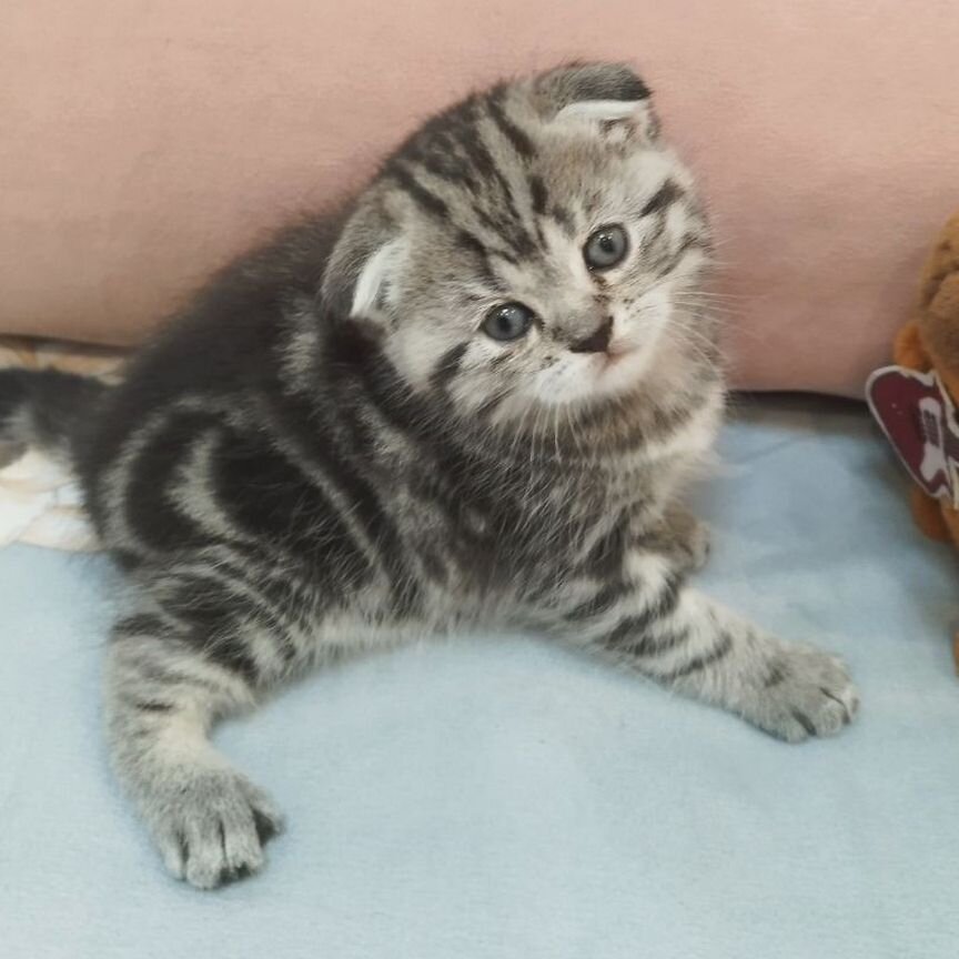 Шотландские котята