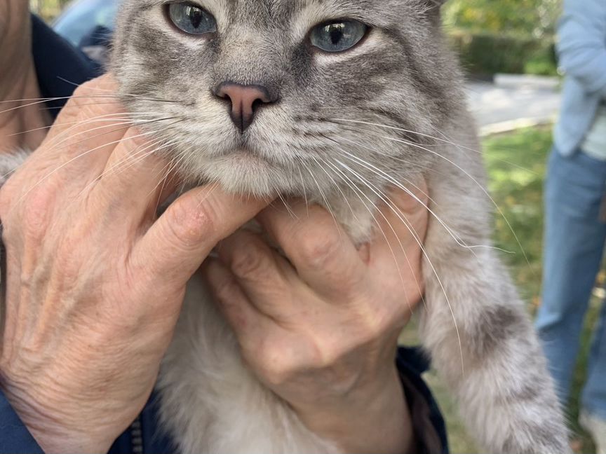 Найден котик
