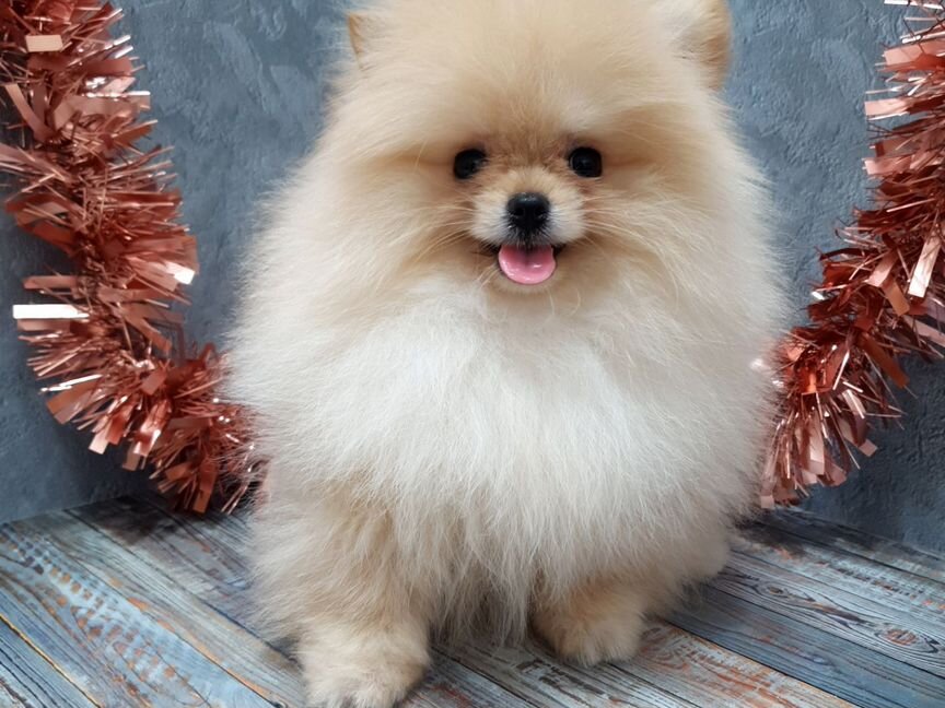 Шпицы под ёлочку