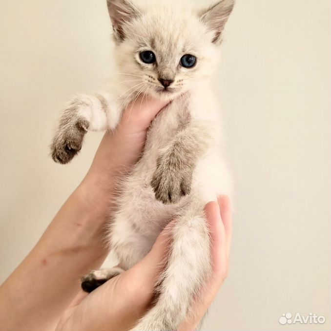 Очаровательная Пушинка ищет дом