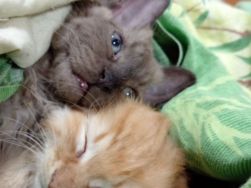 Донской сфинкс браш котята