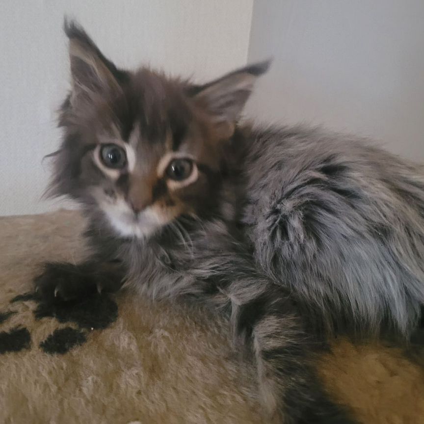 Мейн-кун котёнок