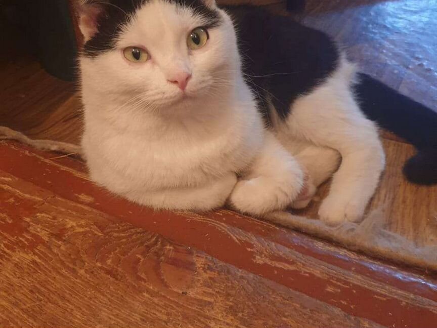 Кошечка в добрые руки