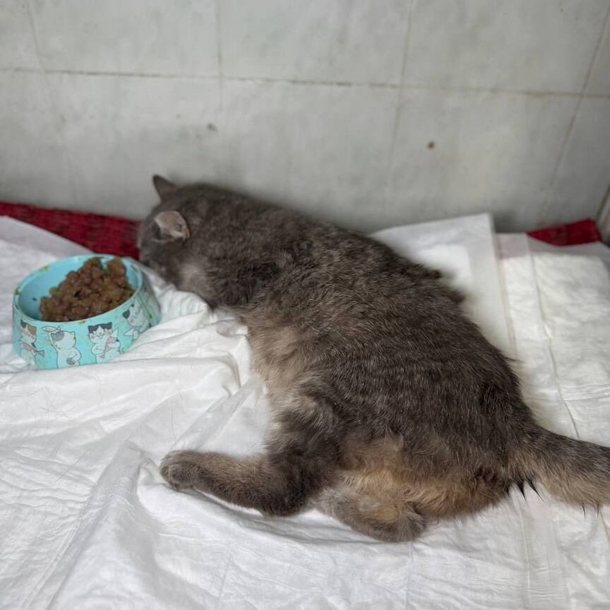 Кошка в приюте
