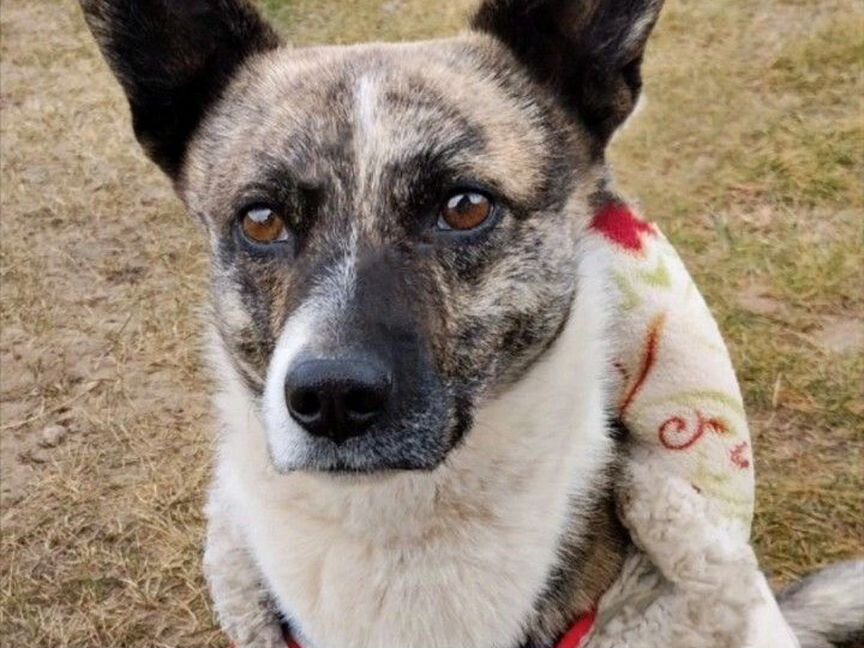 Маленький пес ищет дом