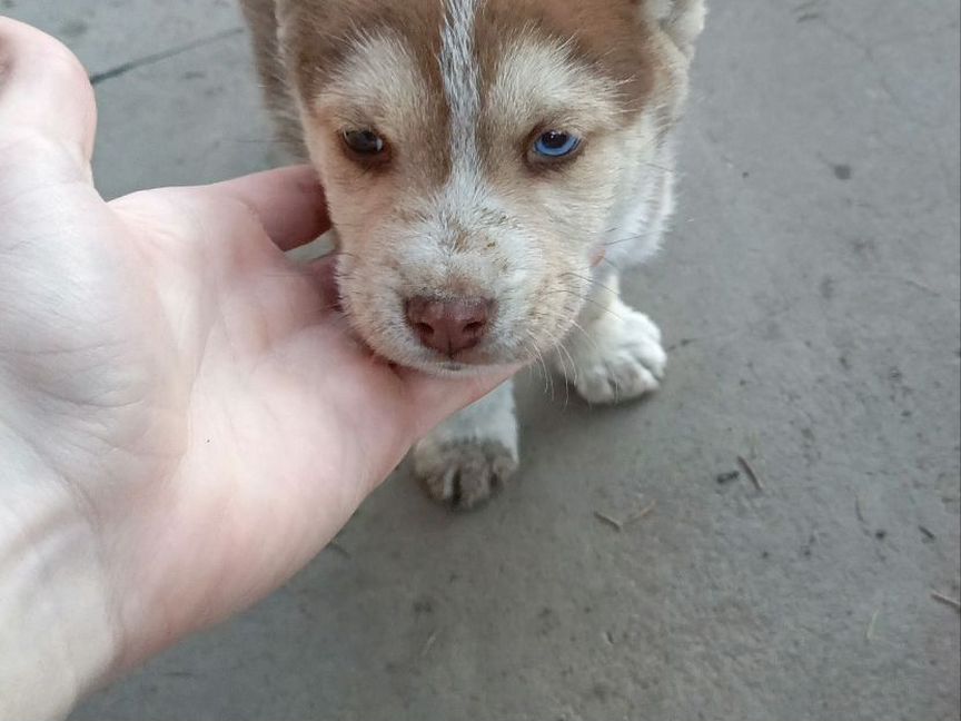 Щенки хаски