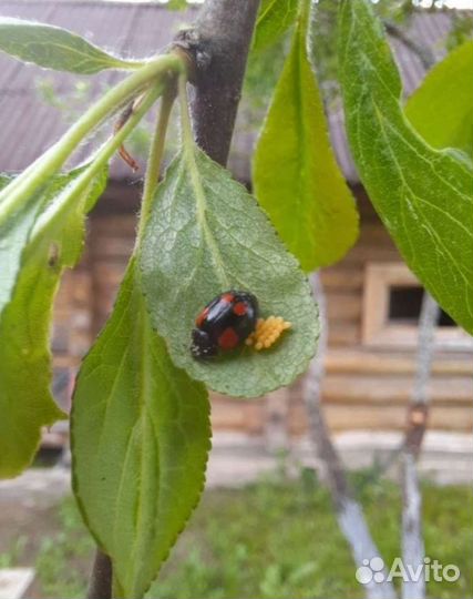 Живые божие коровки