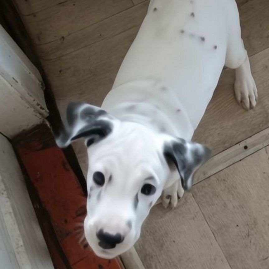 Далматин, щенок