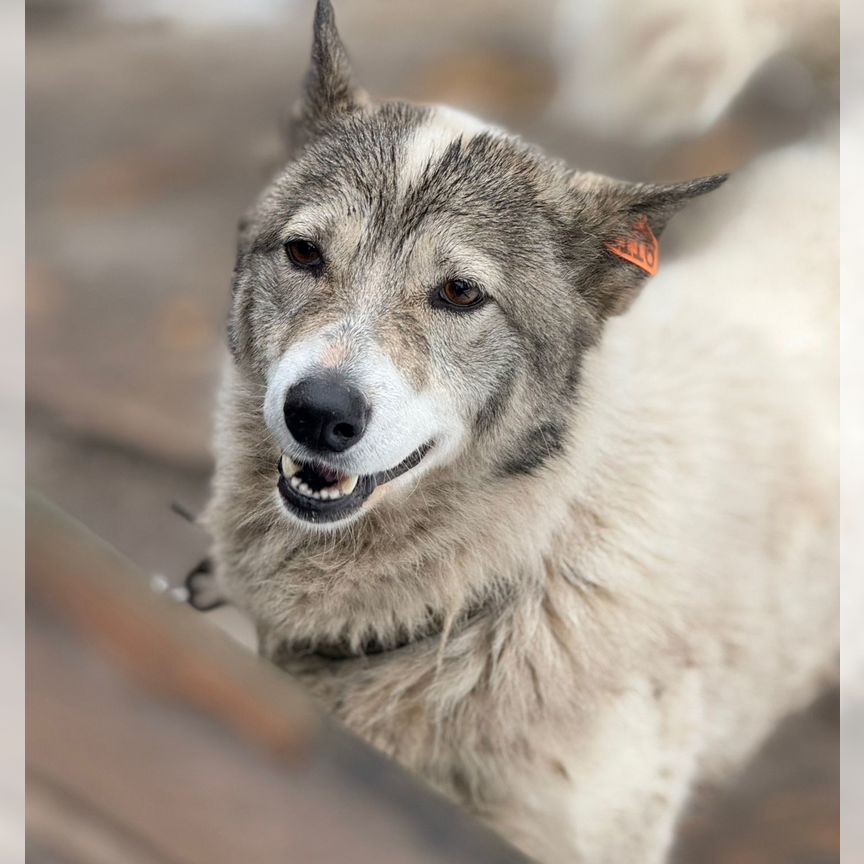 Взрослая собака в добрые руки
