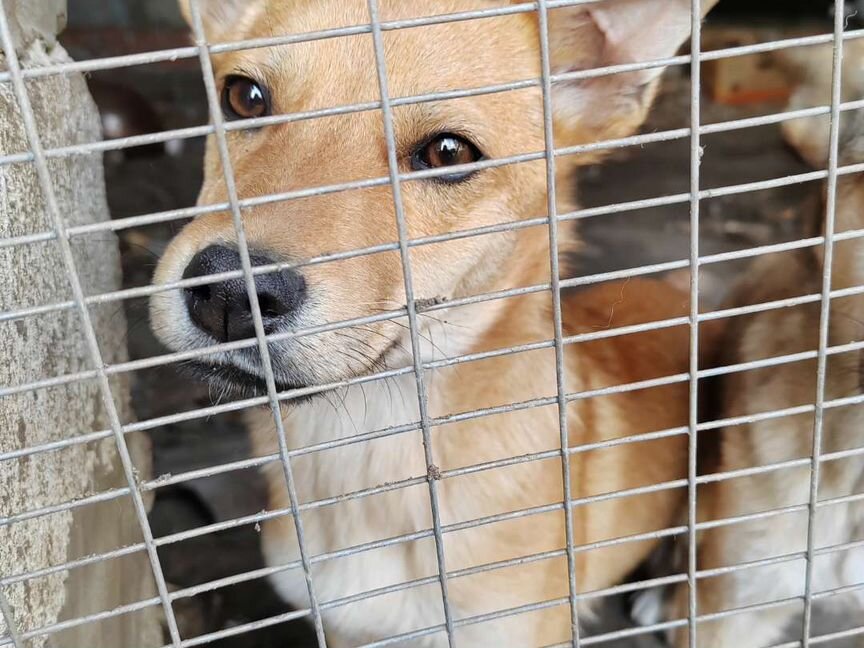 Собака в добрые руки щенки