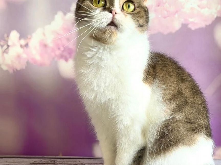 Породистая девочка скоттиш-страйт бесплатно