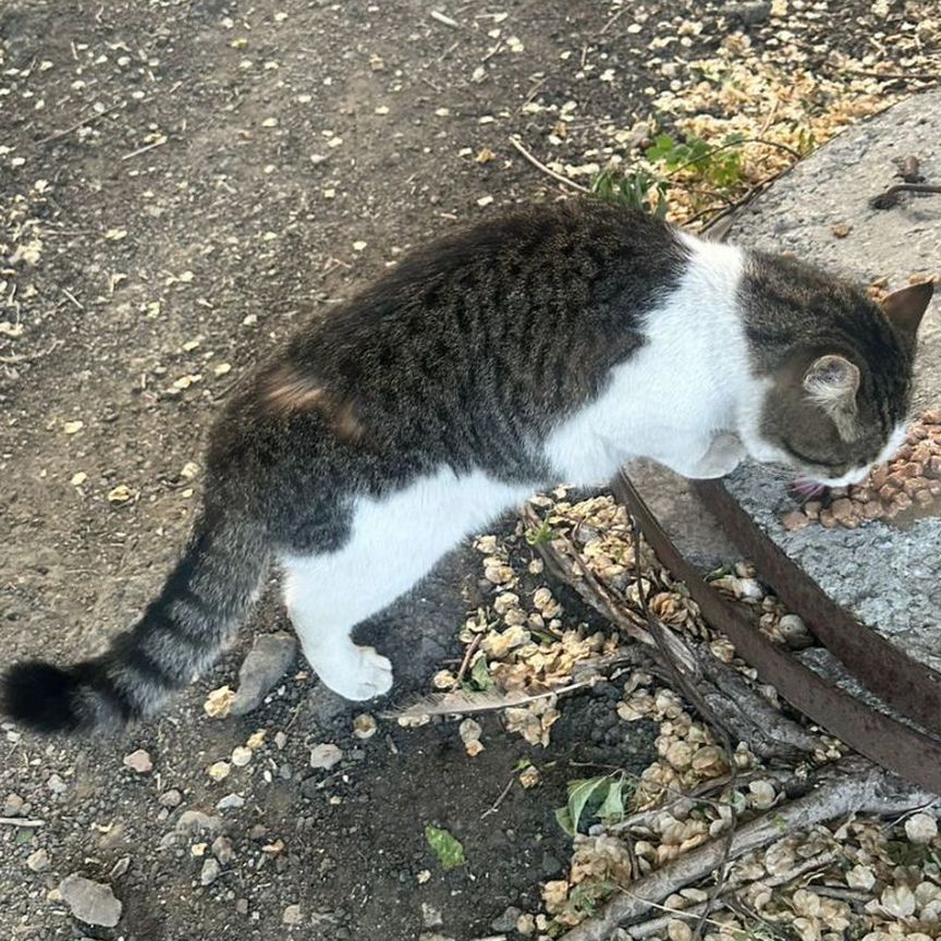Котику, кошке нужна помощь