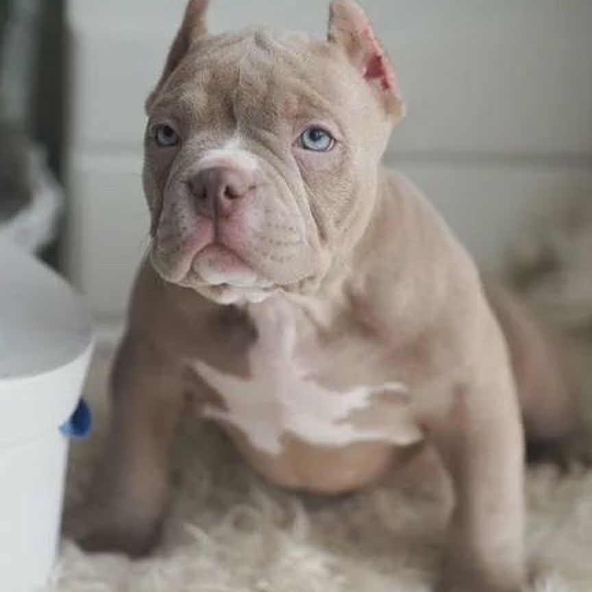 Американский булли, щенок