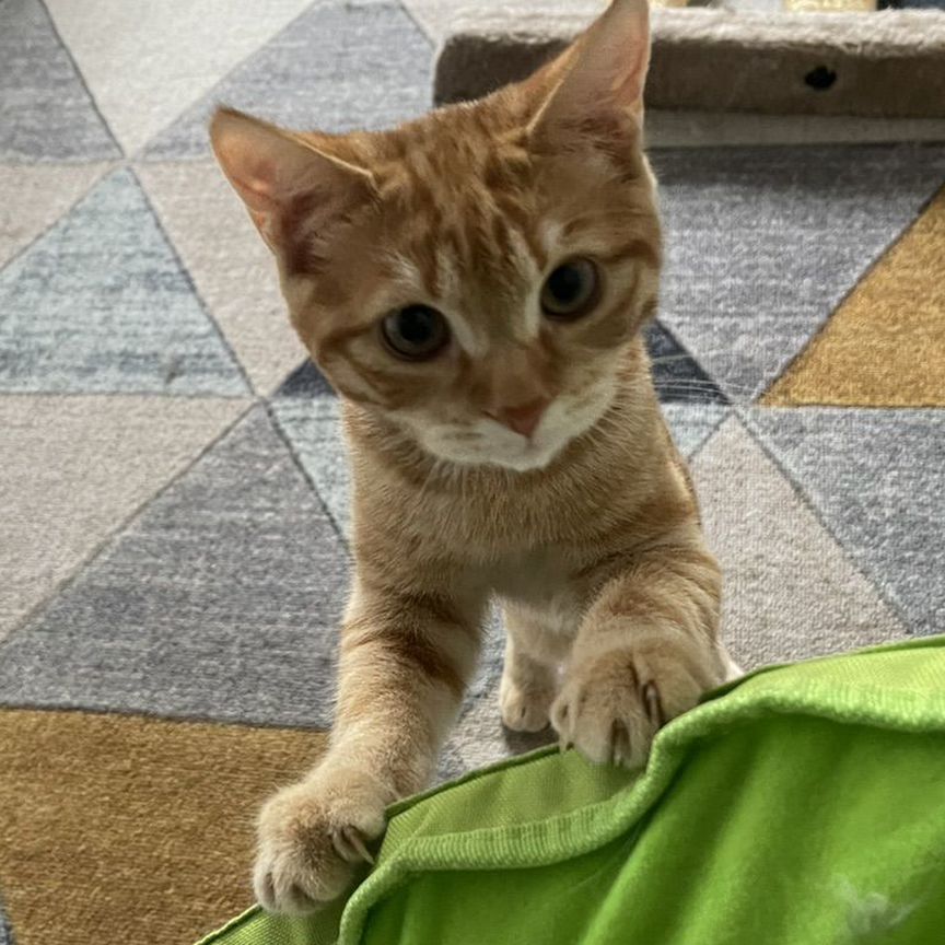 Рыжий котенок в дар